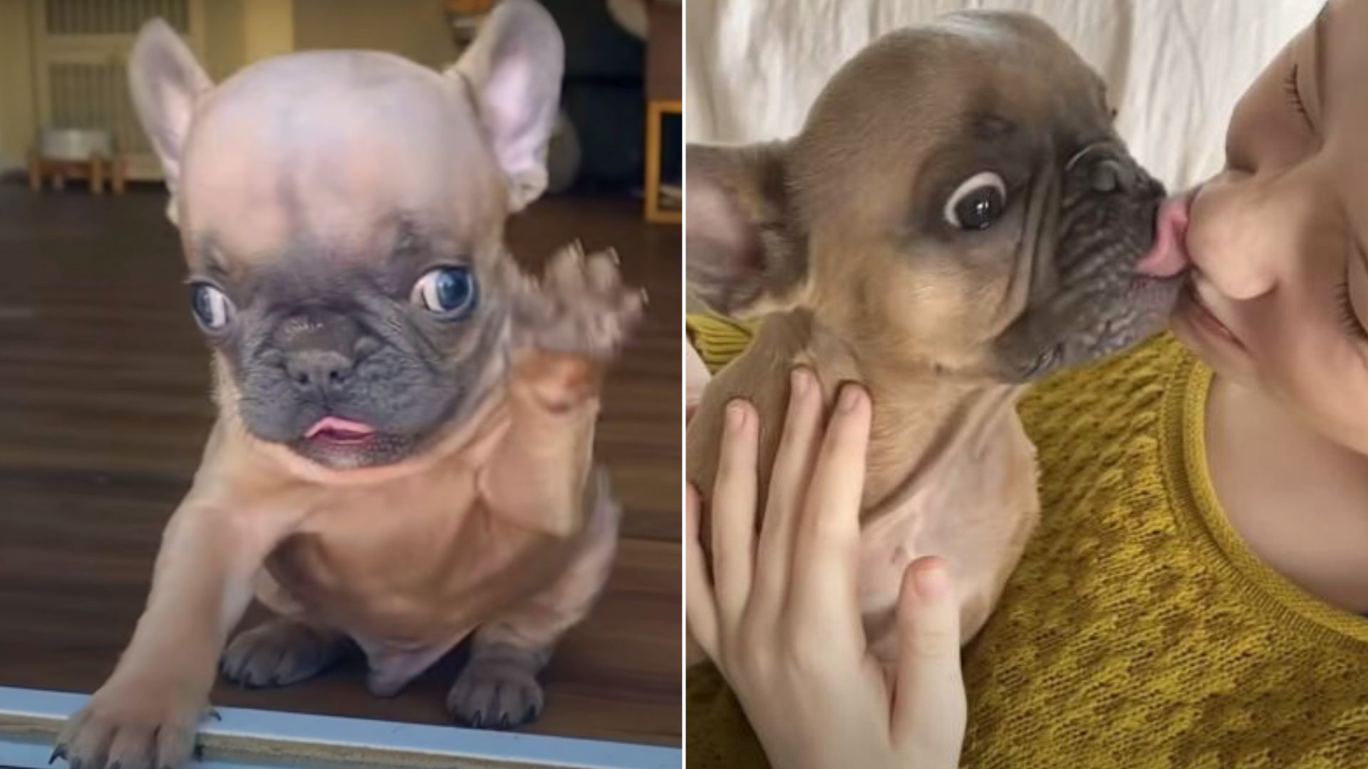 Alien Puppy Finally Discovers Humans Who Recognize His True Self ...