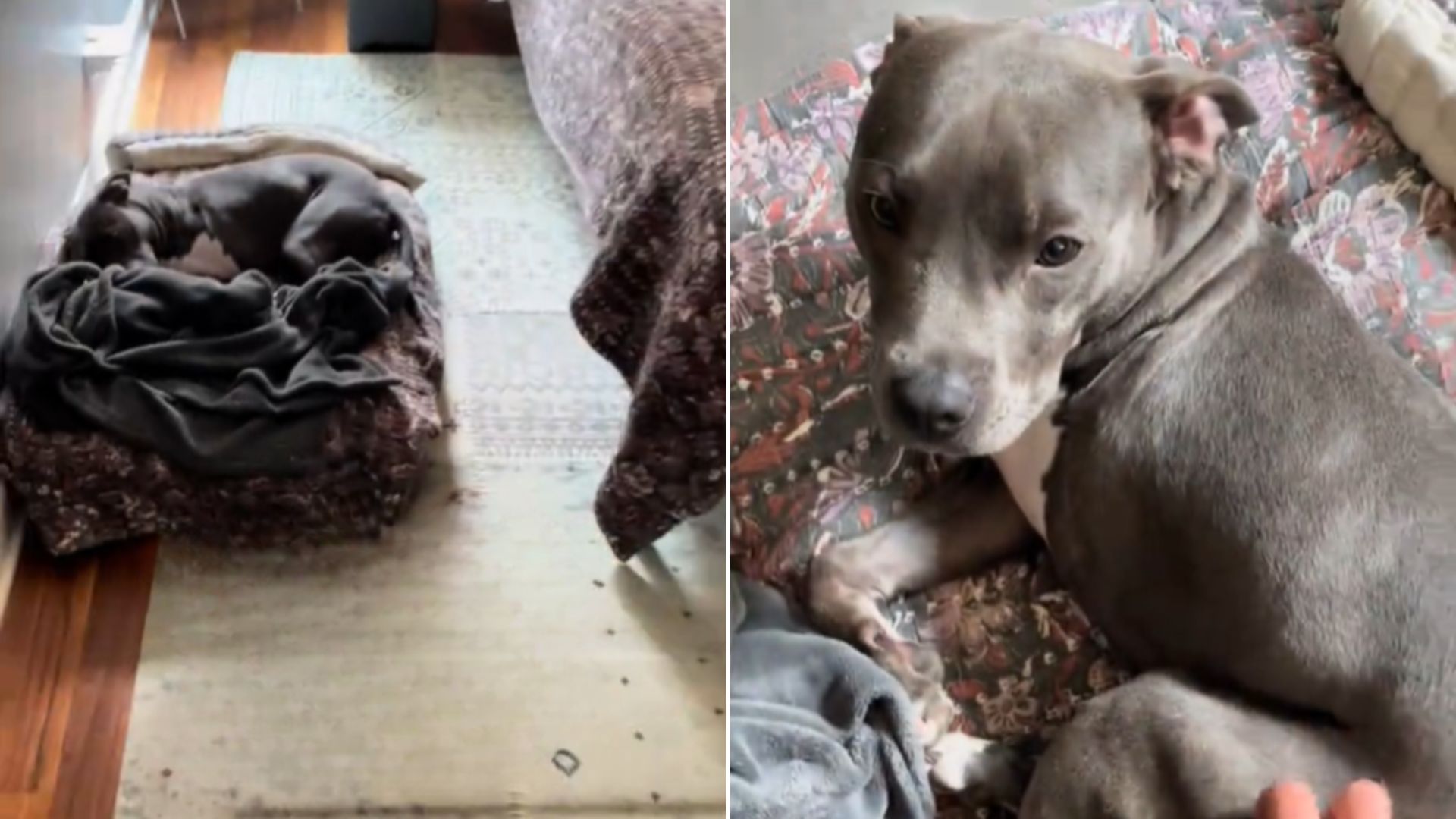 Chicago Family Shows Compassion by Rescuing Abandoned Dog, Sending a ...