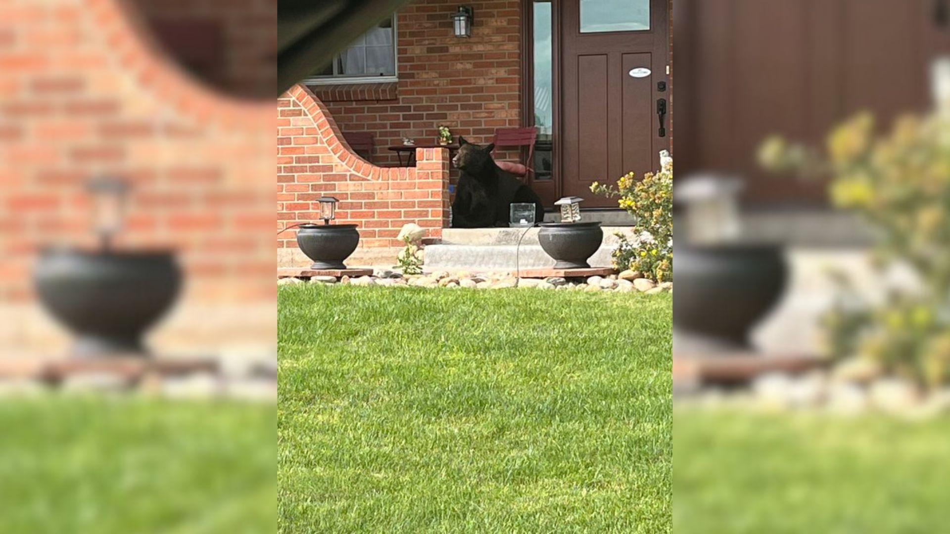 Neighbors Stunned by Unexpected Furry Guest Sunbathing on Porch - Doggy ...
