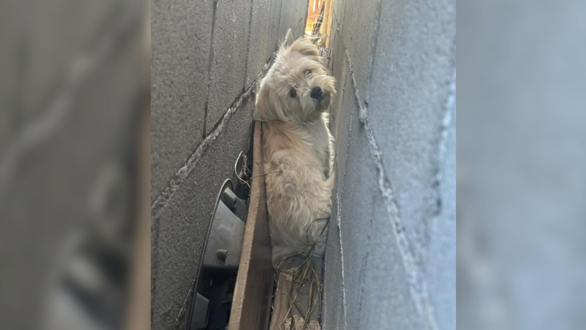 California Rescuers Astonished to Discover Pup Trapped Between Garage ...