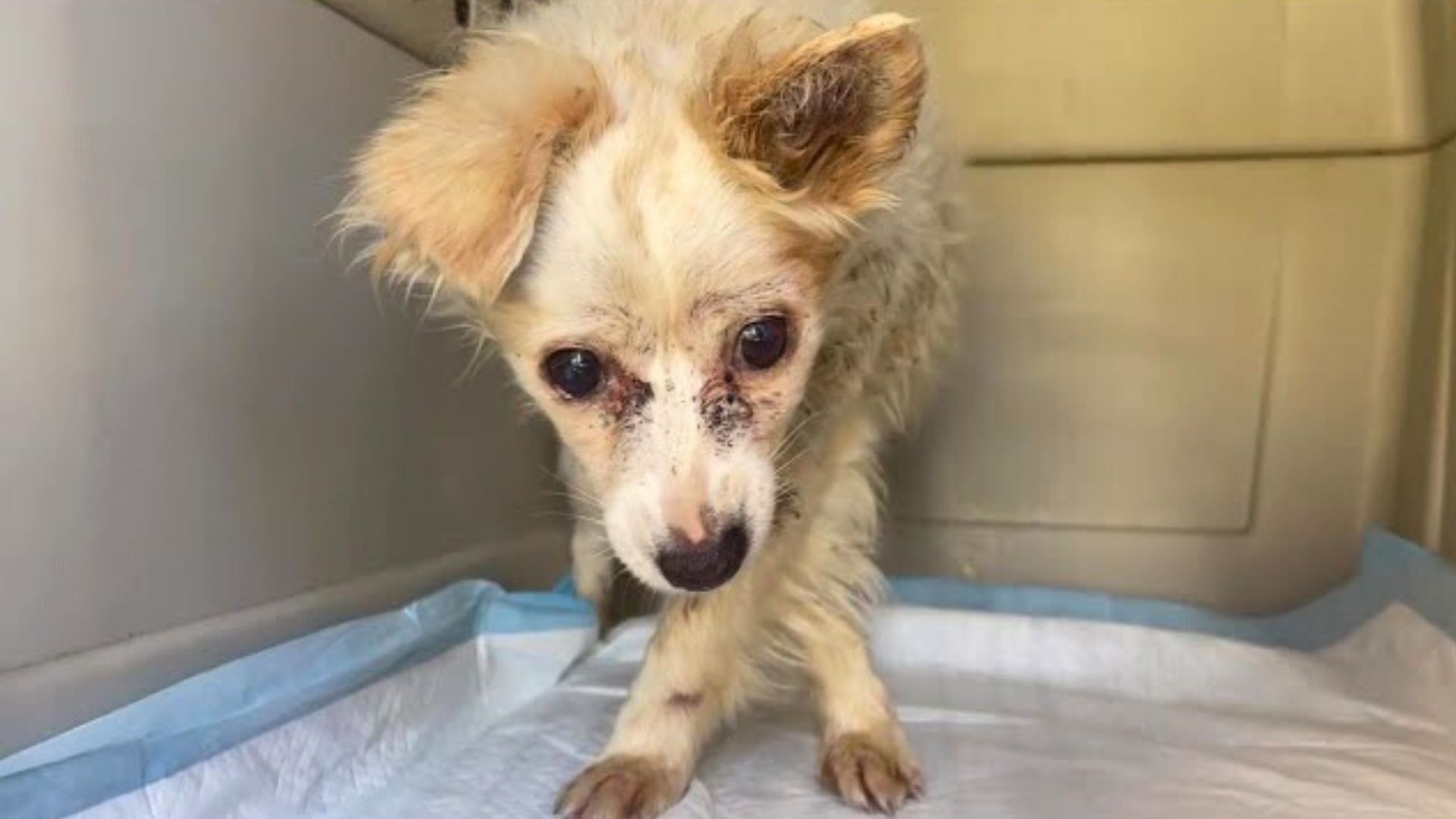 15-Year-Old Dog with a Heartbreaking History Saved from Euthanasia at ...