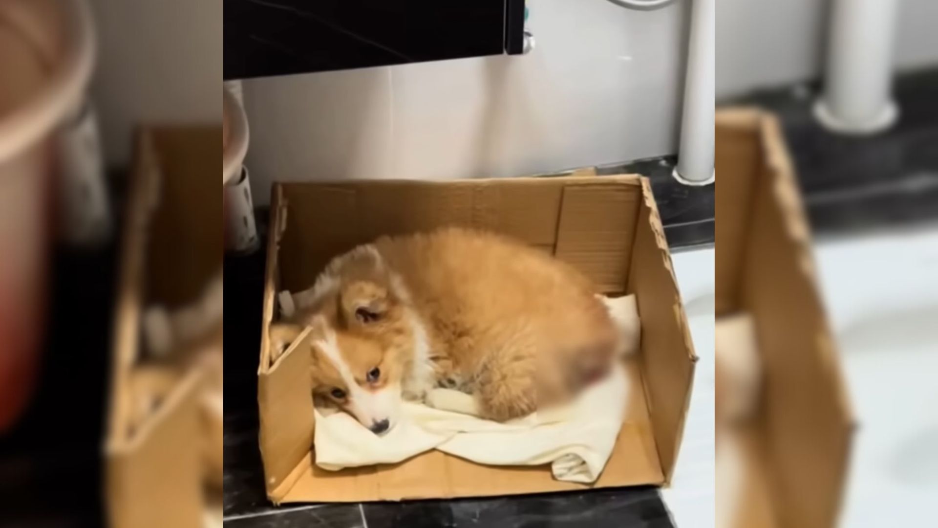 Puppy Rescued from Construction Site Finds Relief with Helping Hands ...