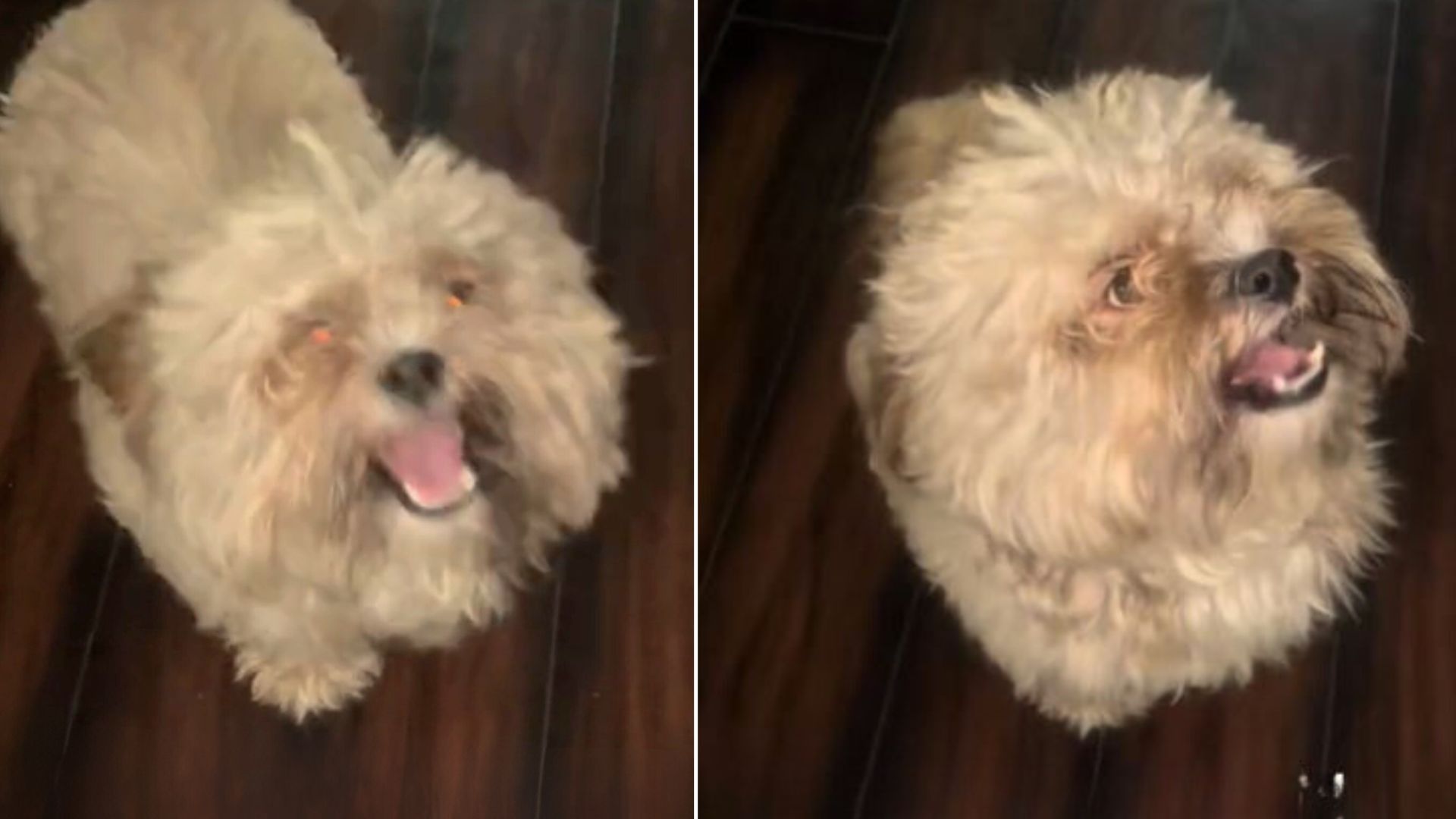 Owner Turns Dog Into a ‘Gremlin’ After Hilariously Messy Home Grooming ...