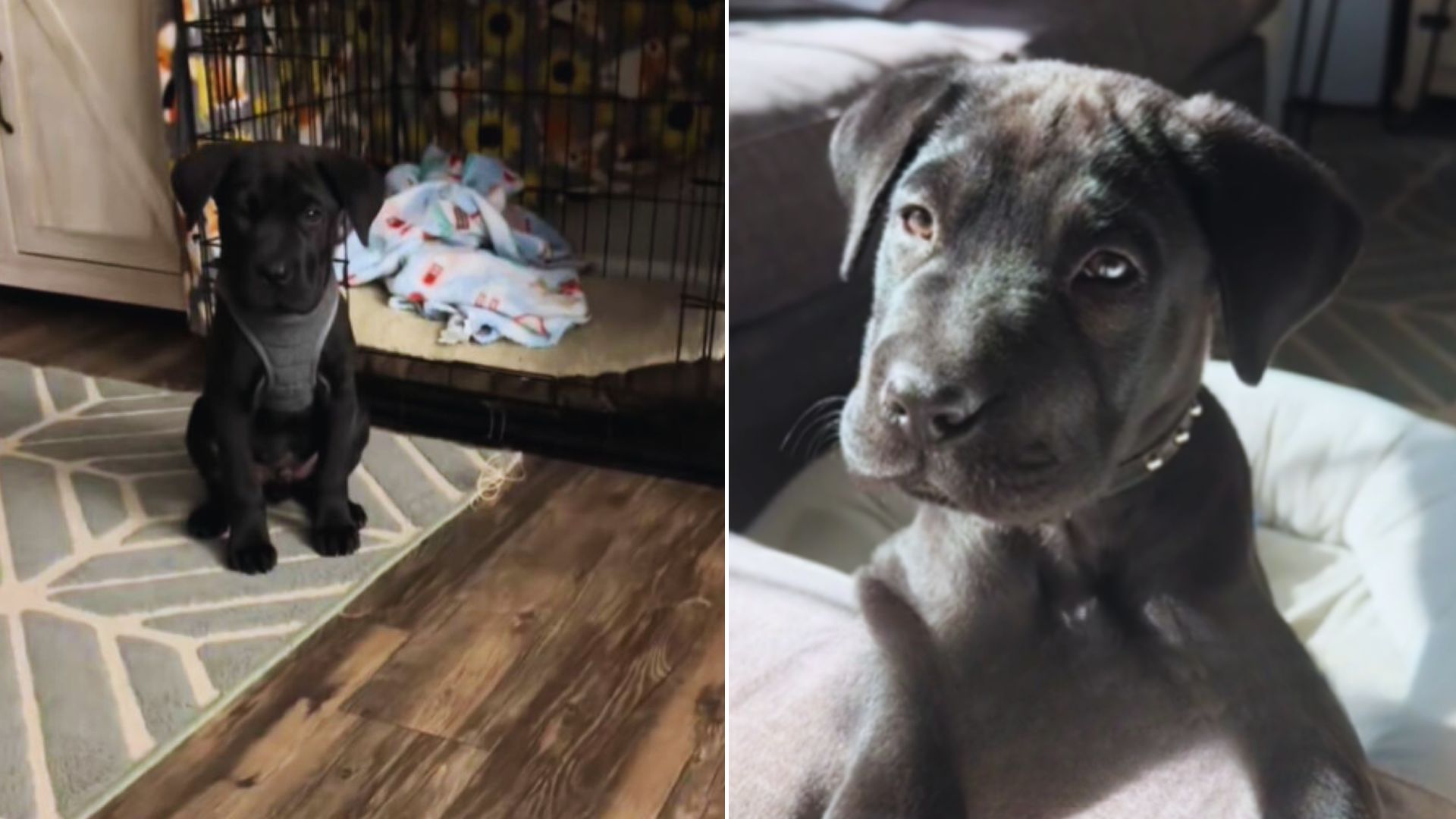 Florida Woman Believes She Adopted a Black Labrador, Only to Discover ...