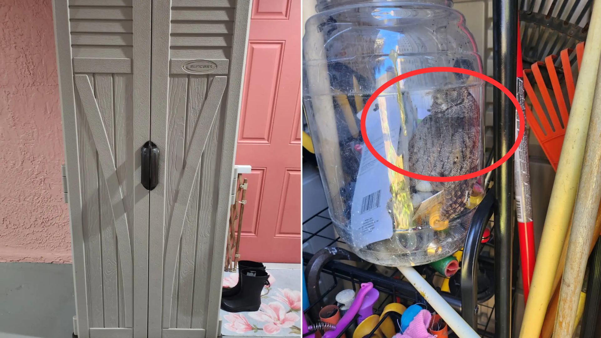 Florida Homeowner Discovers an Unexpected Surprise While Opening Her ...