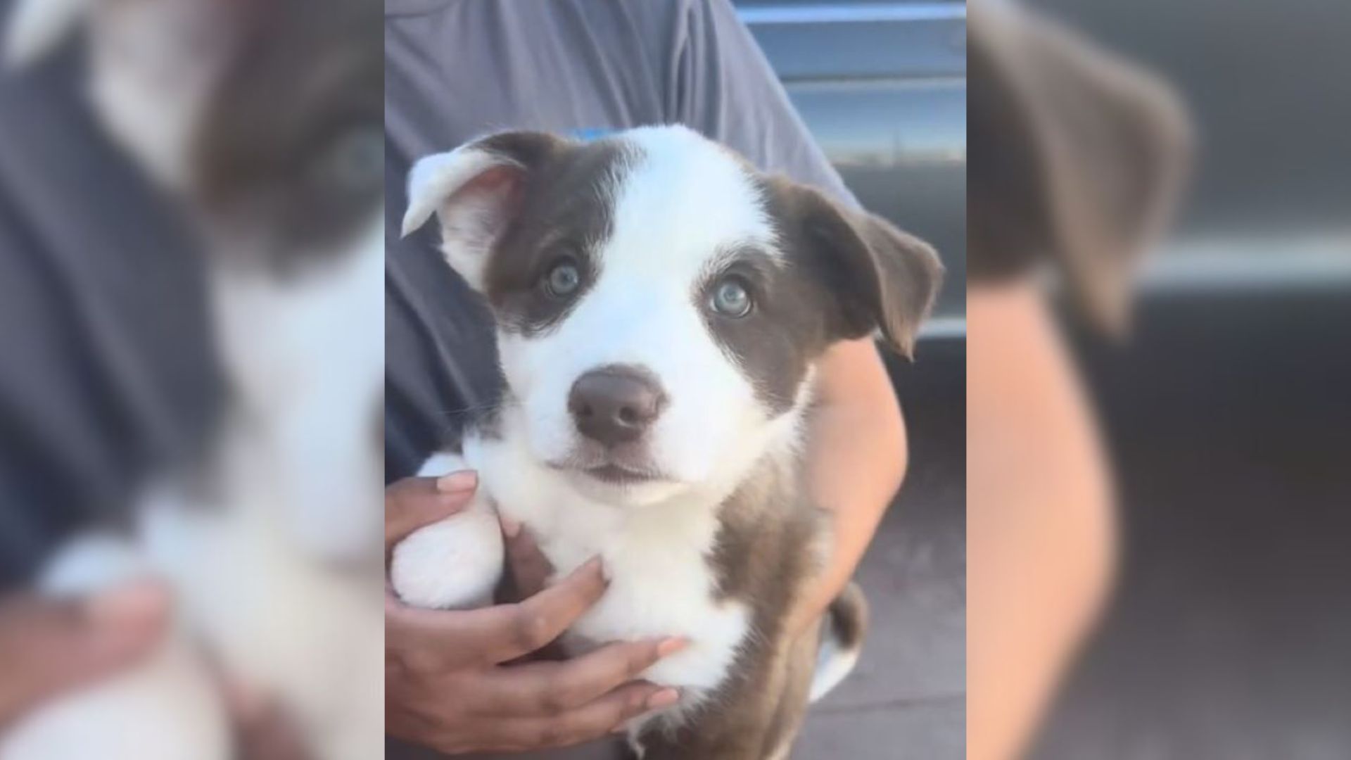 Heartbreak Strikes Texas Family as They Return Shelter Puppy Just 24 ...