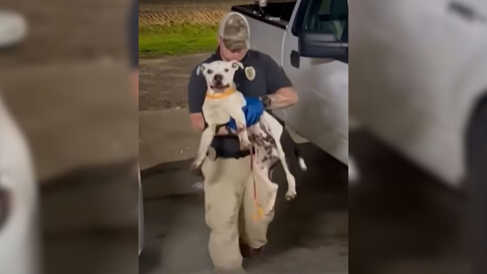 Resilient Dog Rescued from Georgia Highway After Severe Injuries ...